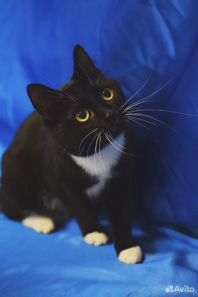 Замечательный черно-белый котик Джес в добрые руки