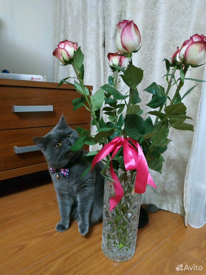 Интеллигентный Кот встретиться с утонченной кошечк