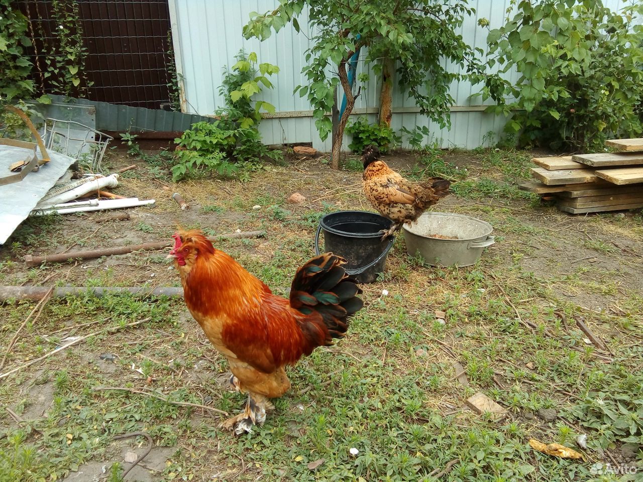 Семья падуанов