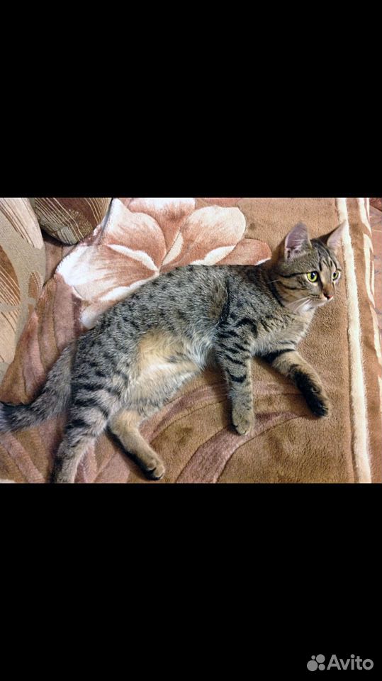 Котёнок табико