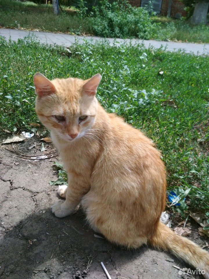 Нужна помощь на несколько дней рыжему котику