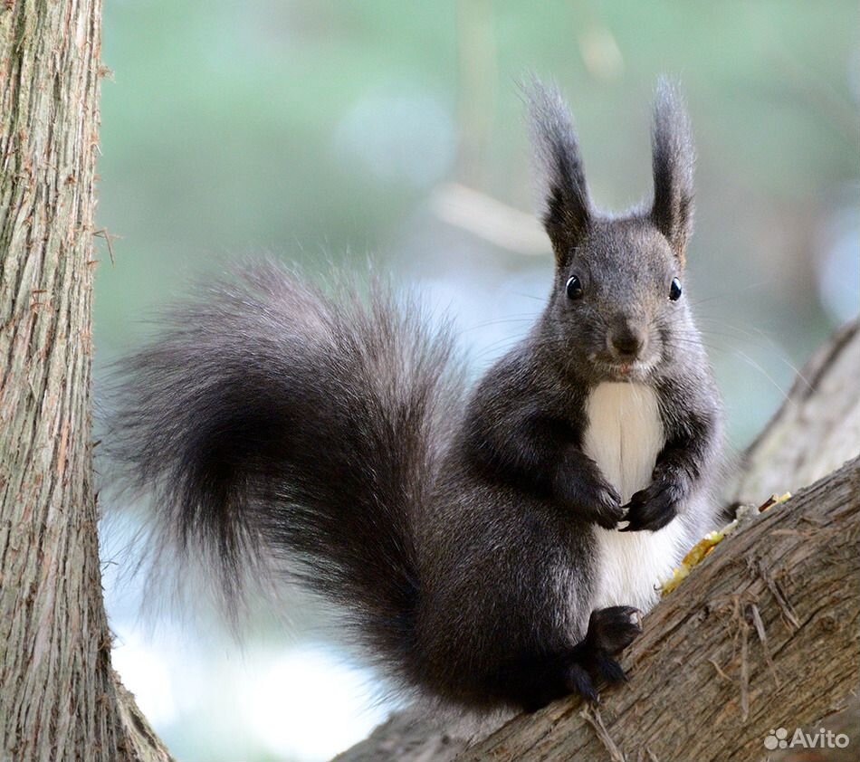 Белка Бльчата