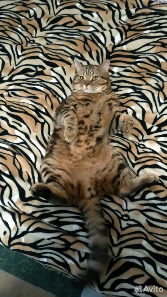Котик на вязку
