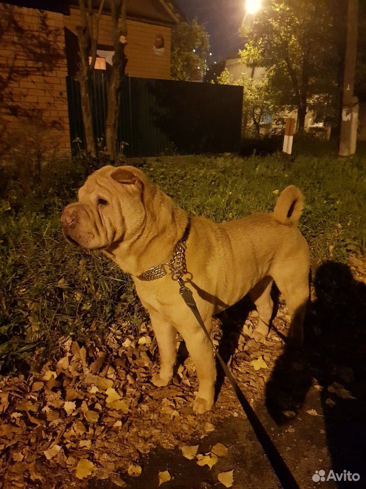 Плюшевый,симпатяшка, romzes ищет плюшевую даму для