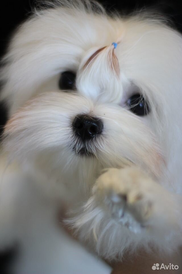 Щенок мальтезе (мальчик)