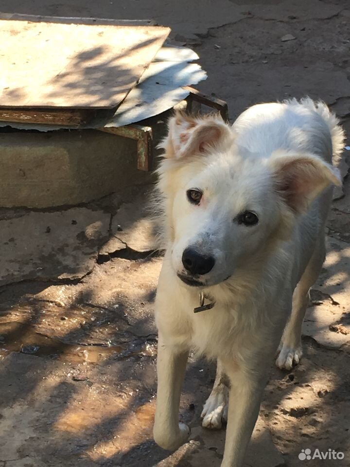 Для охраны в дом