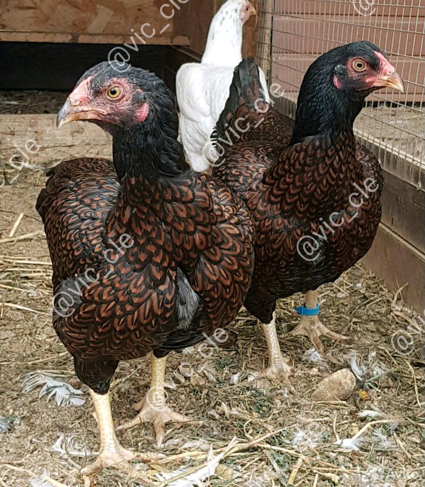 Корниш инк. яйцо, цыплята