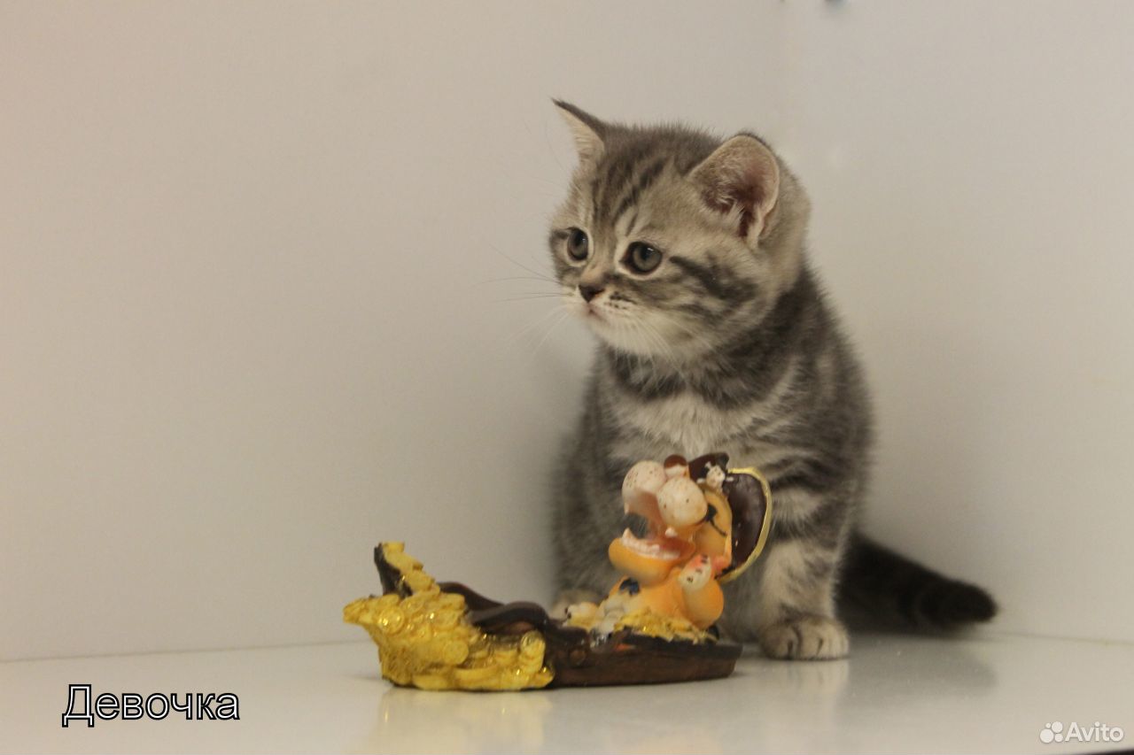 Котятки британцы