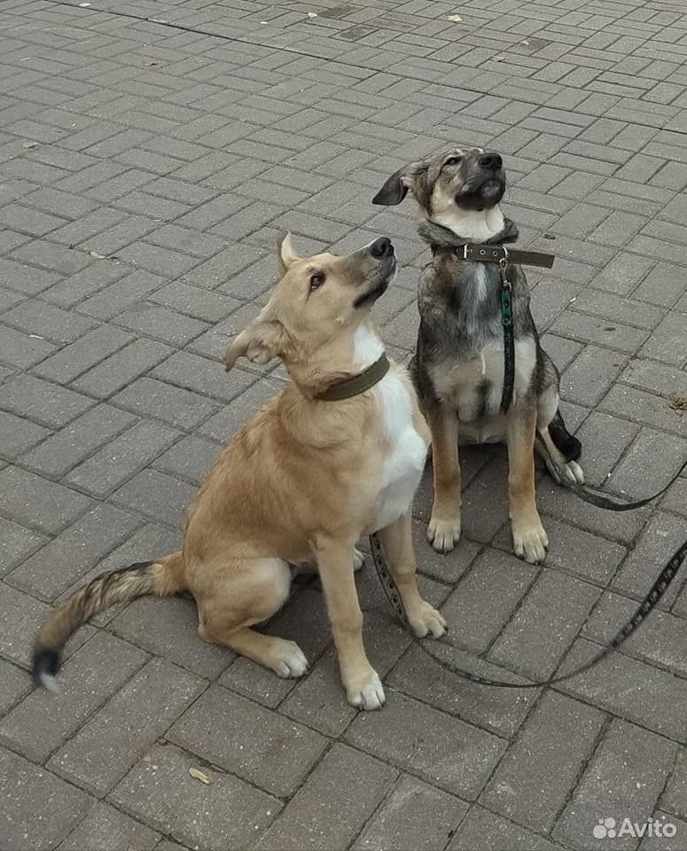 Щенки- друзья