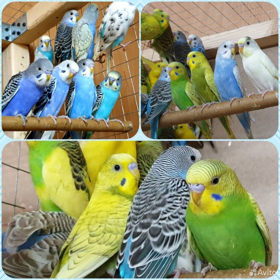 Волнистый попугай+Клетка+Корм с доставкой на дом