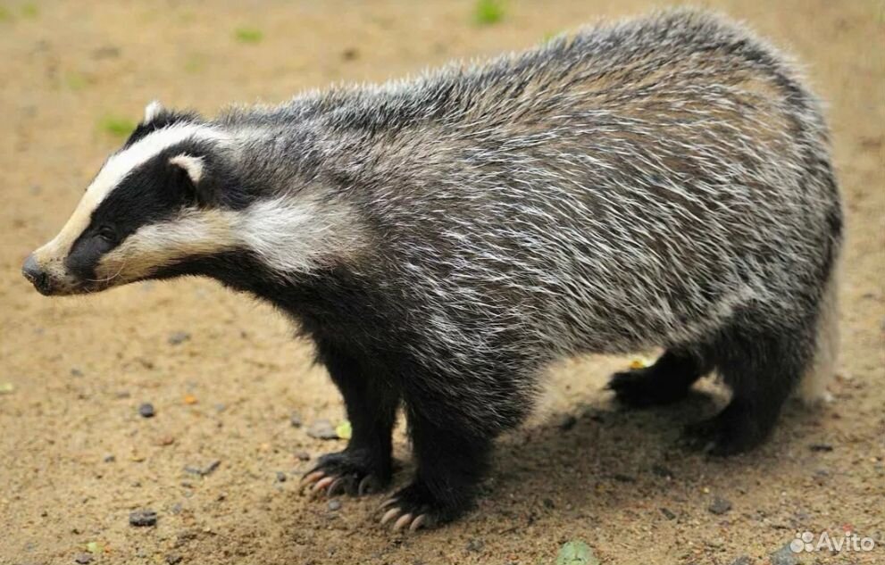 Барсук живой