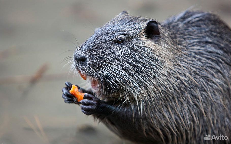 Нутрии 6 месяцев