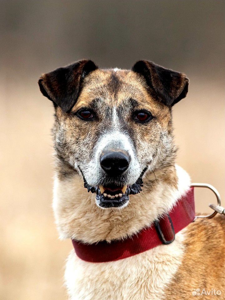 Очень умный парень Рой