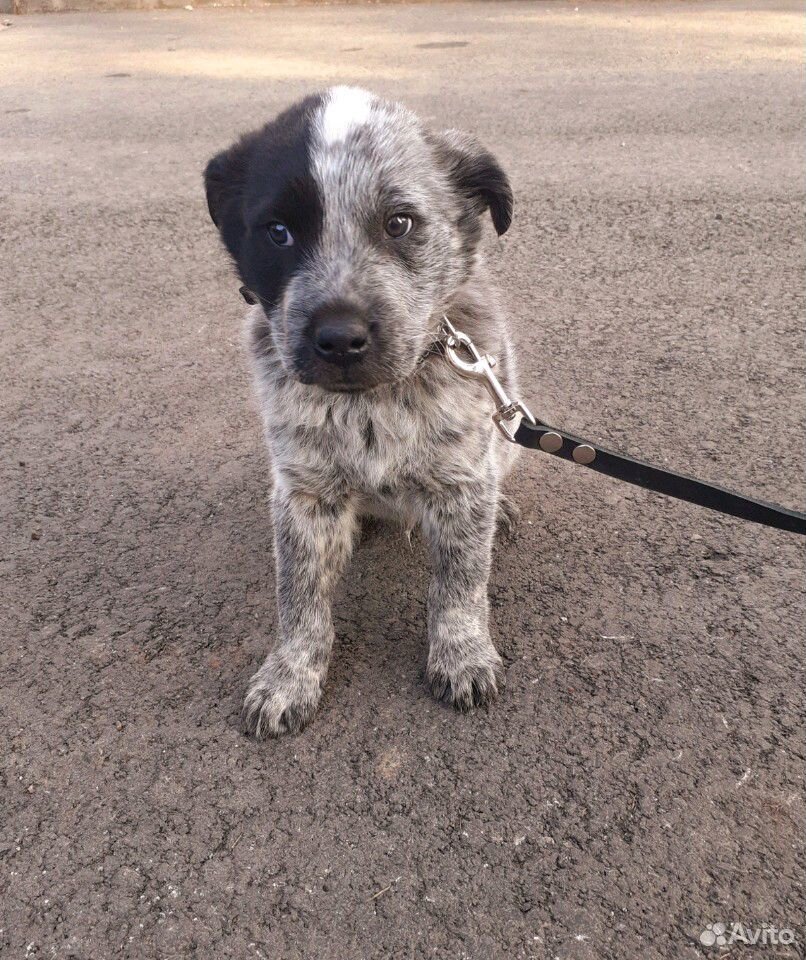 Щенок красавчик