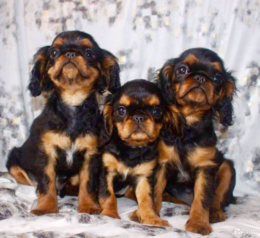 Девочки и мальчики английского той спаниеля