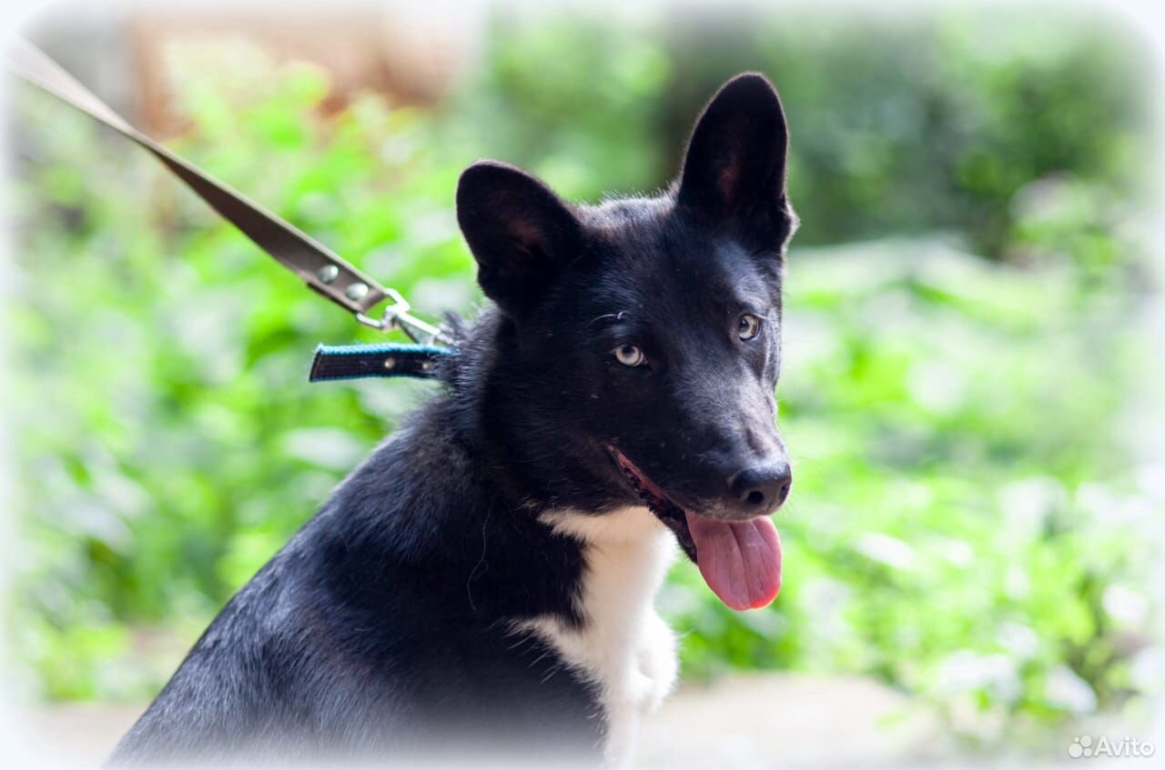 Туман ищет семью