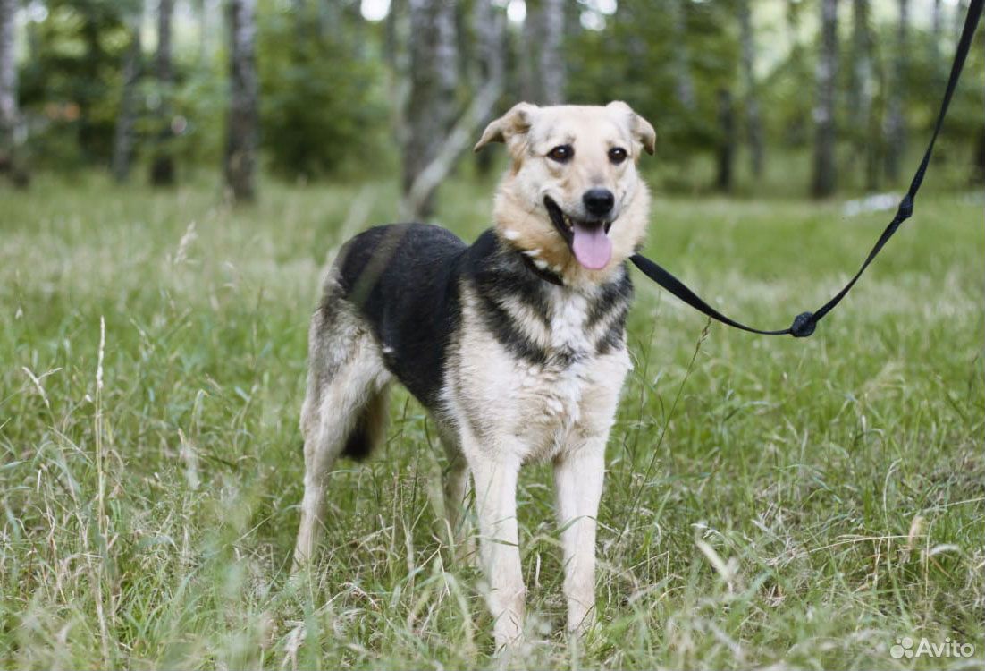 Собака добряша Шелли ищет добрые руки