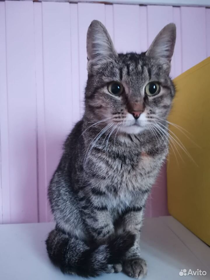 Молли ищет дом