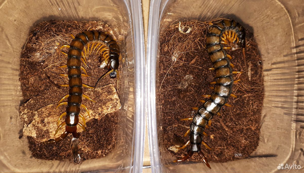 Сколопендра крымская