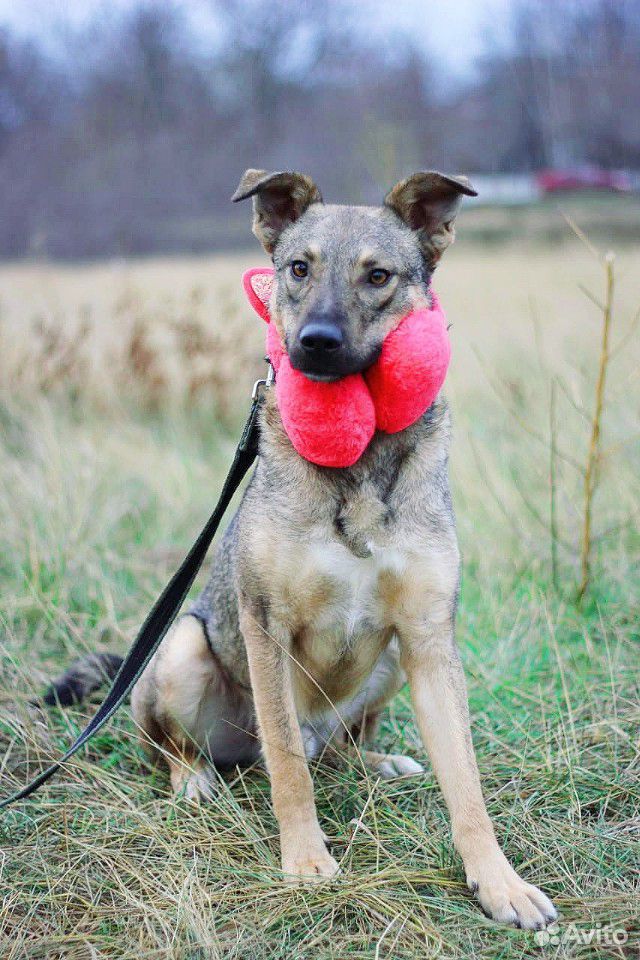 Пёс - Смайлик