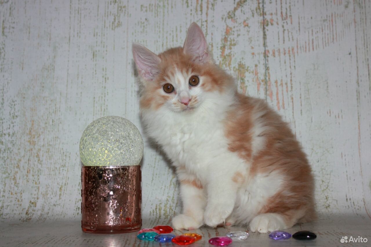 Рыжики - котята Курильского бобтейла