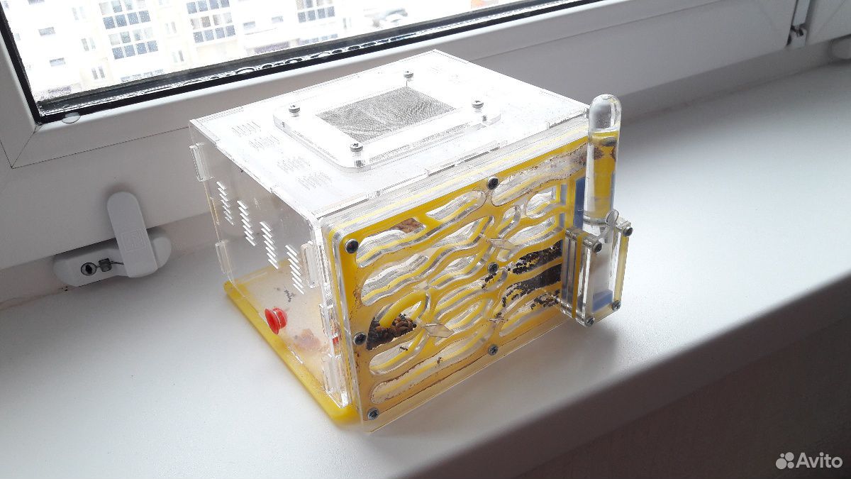 Продам формикарий