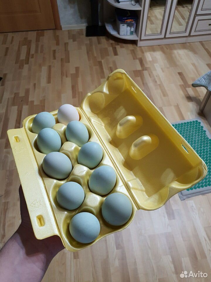 Инкубационное яйцо черн куры (ухейилюй, аям цемани