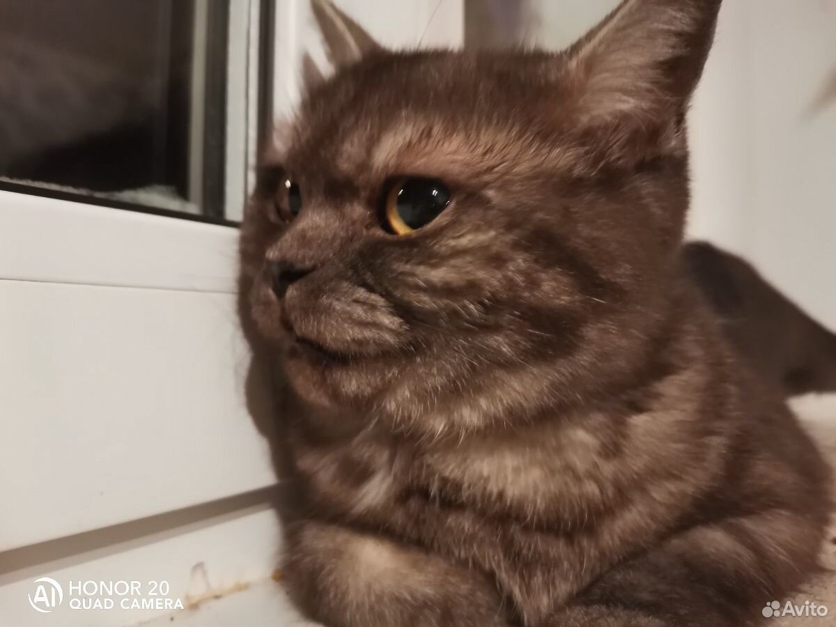 Вязка кошка