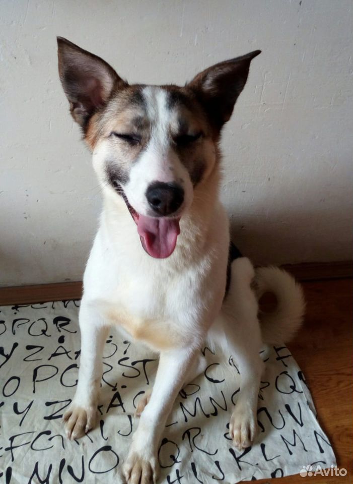 Щенок помесь сао