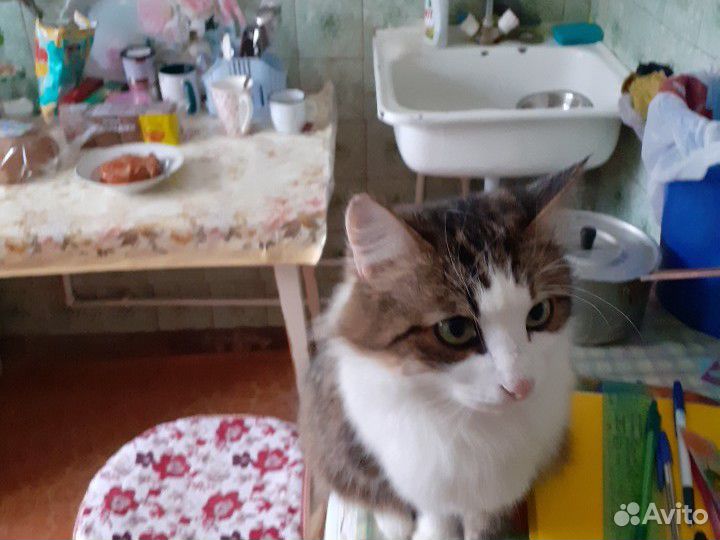 Кошка