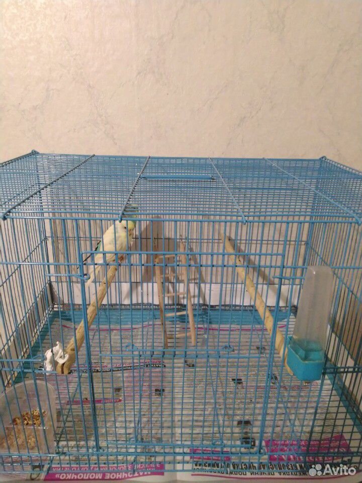 Продаю попугаев с клеткой
