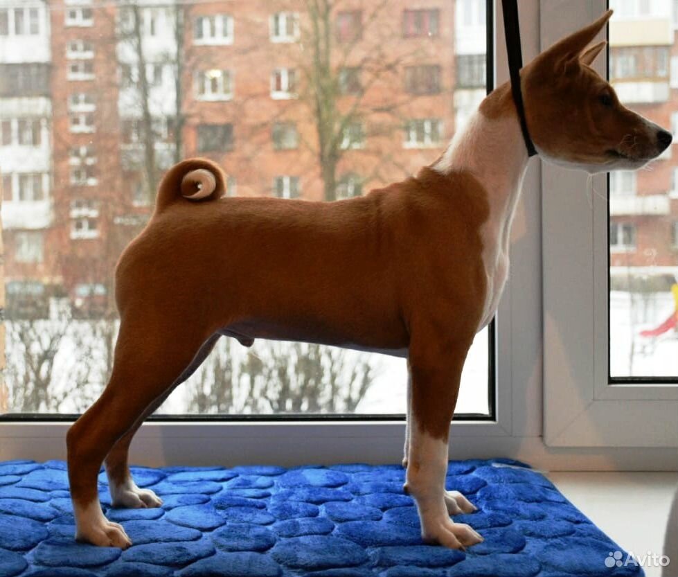 Алиментный щенок басенджи