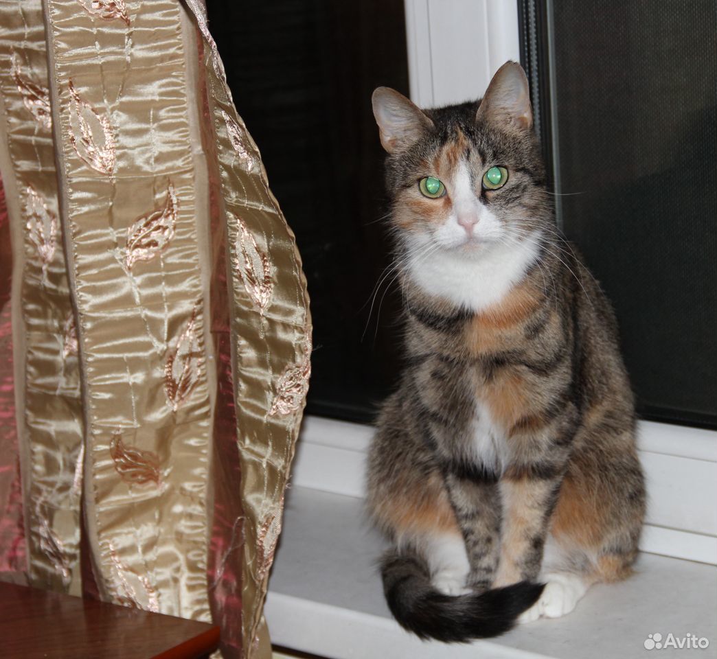 Киска Анфиска в поисках дома