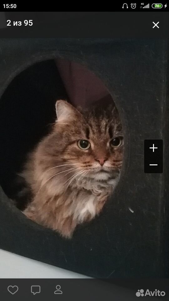 Кошка Фрося