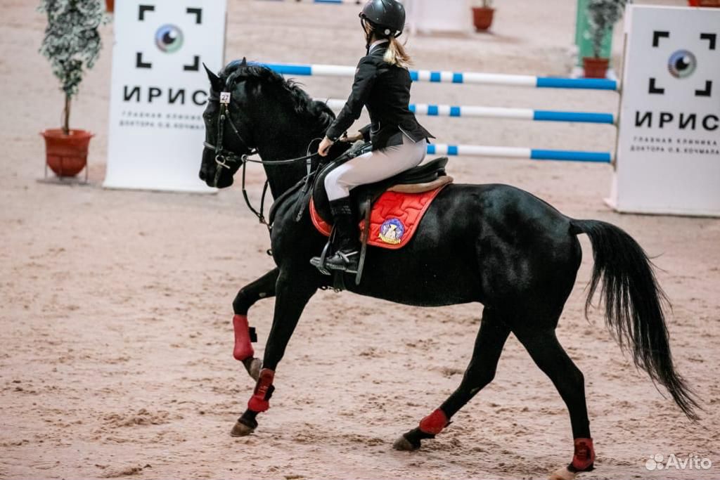 Турнирный жеребец Ноев Ковчег