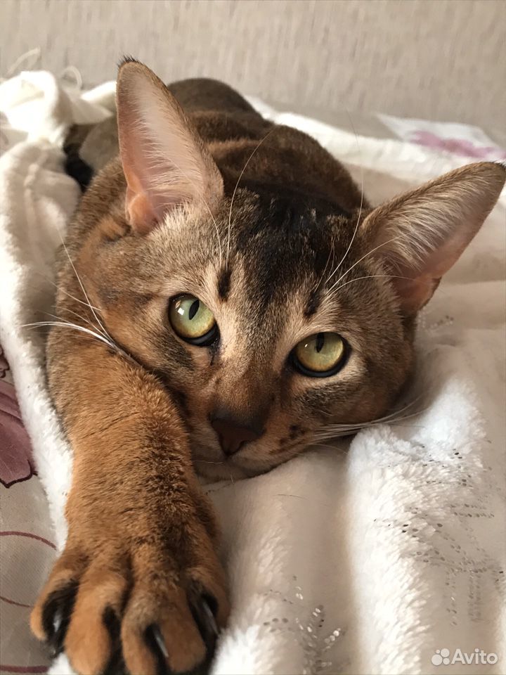 Абиссин, Вязка