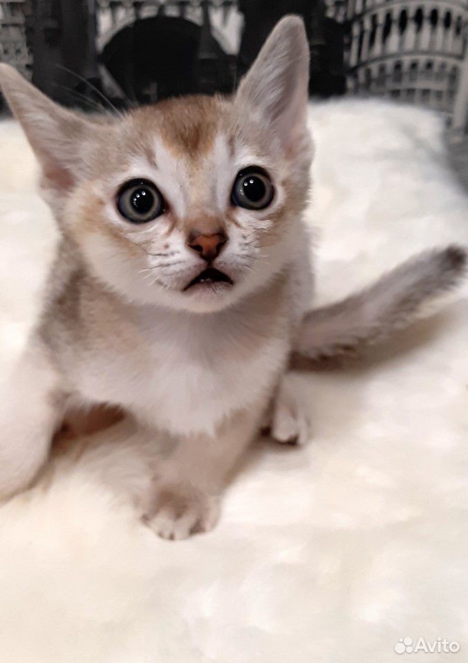 Дюймовочка Сингапура