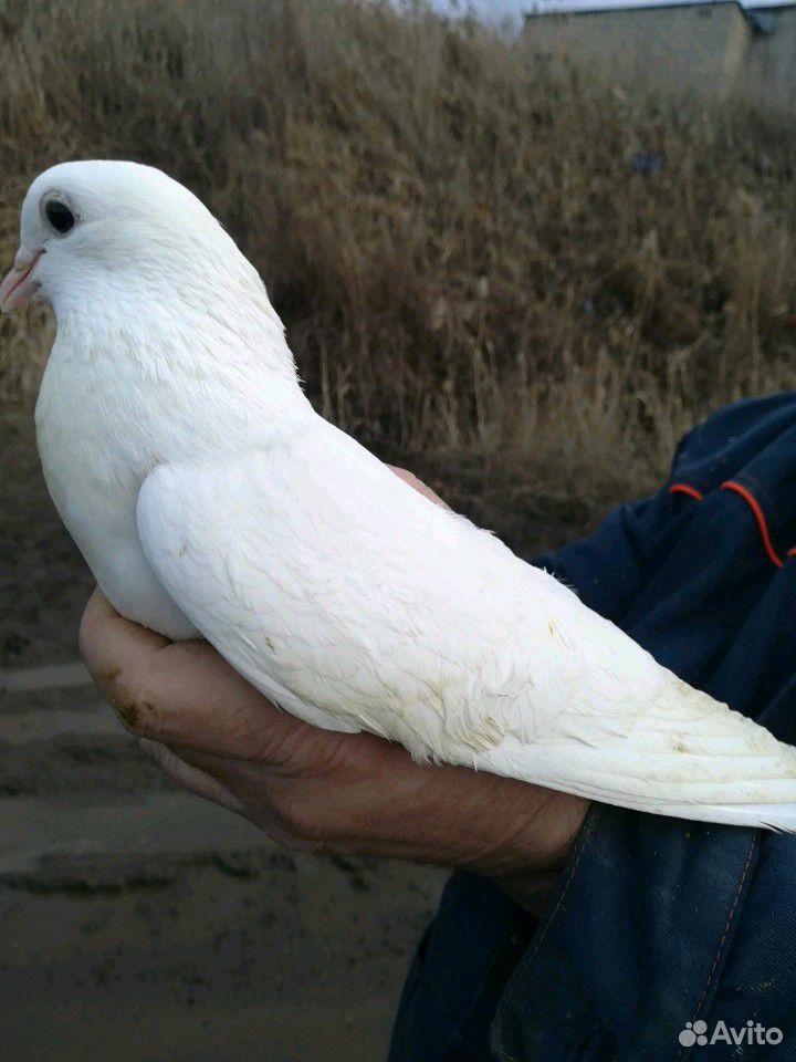 Голуби на свадьбу