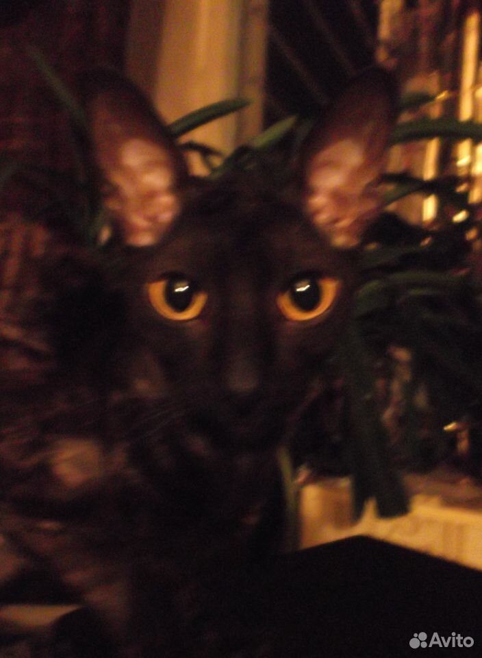 Классные корниши