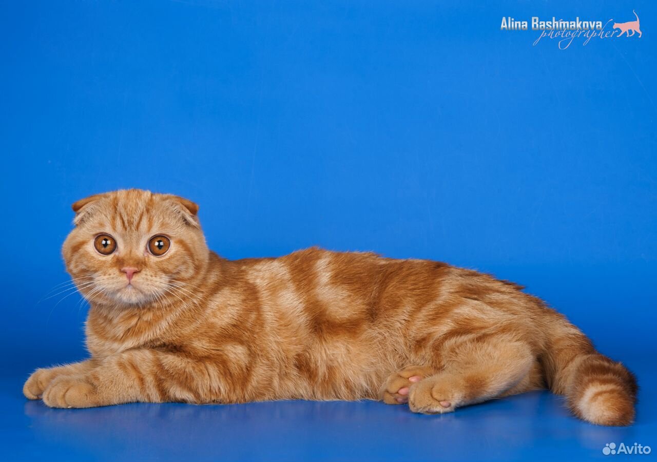 Шотландский мачо