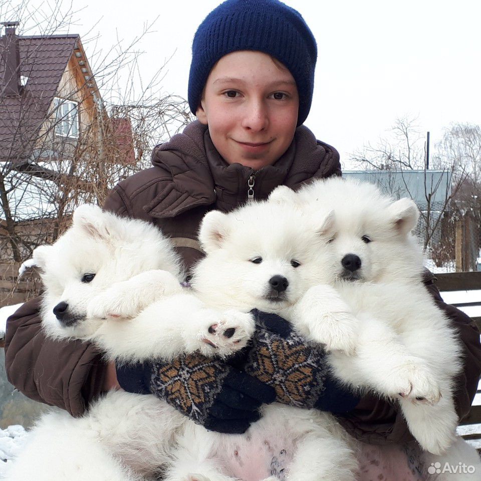 Кому медведя