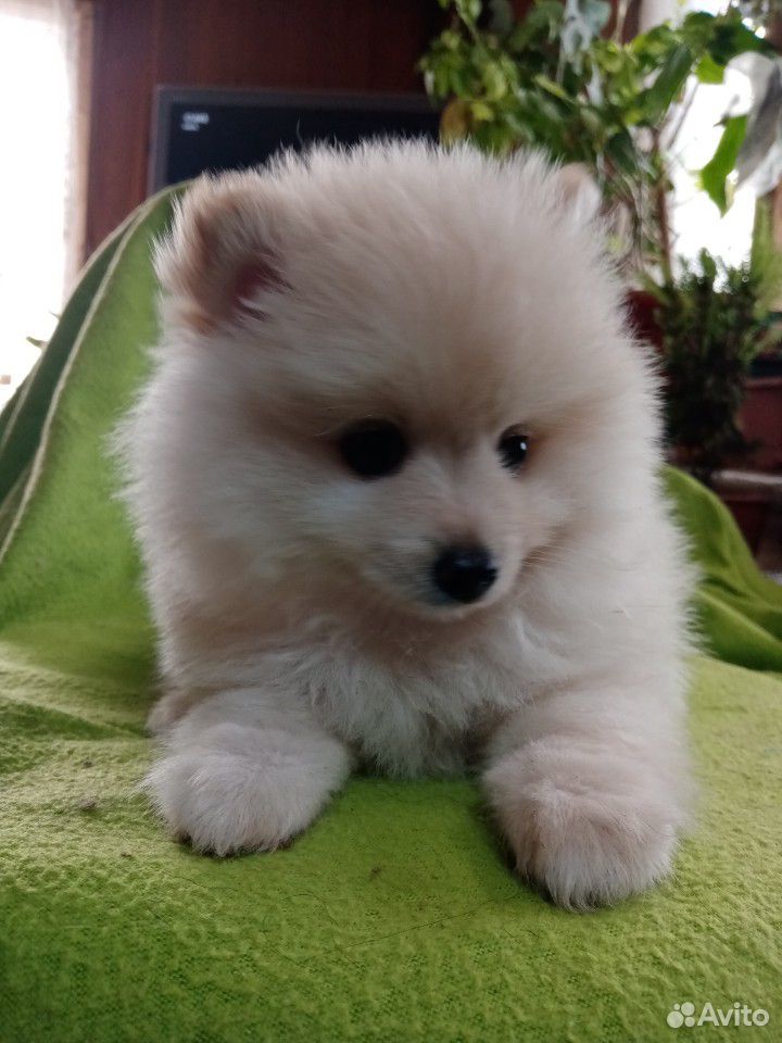 Шикарный блондин