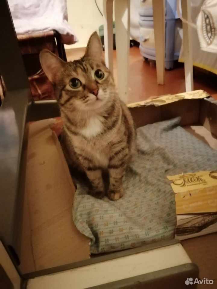 Кошечка Кнопка