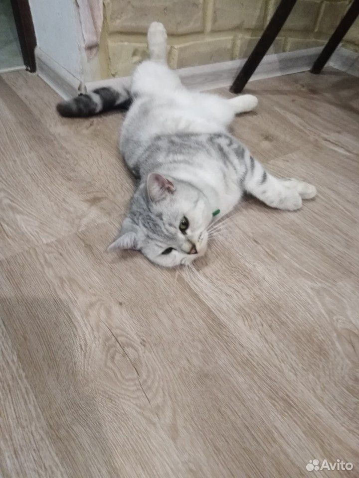 Пропал котик