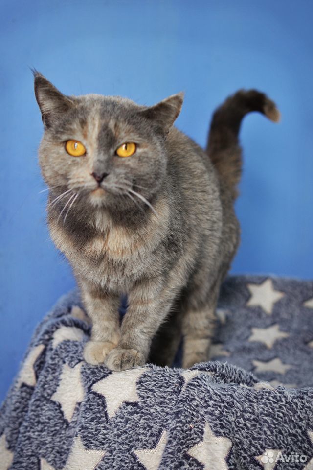 Шикарная кошка Магда ищет дом