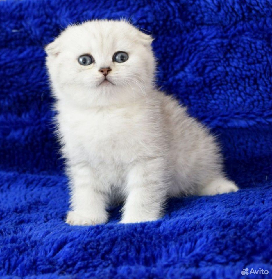 Великолепные шотландские котята