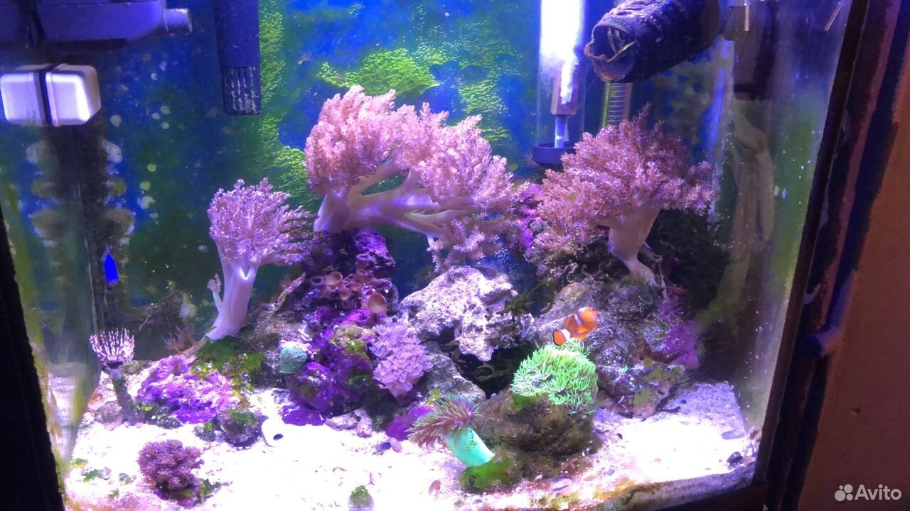 Обменяю коралл Капнелла