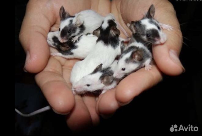 Домашние мышки