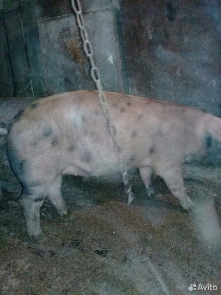 Свинки