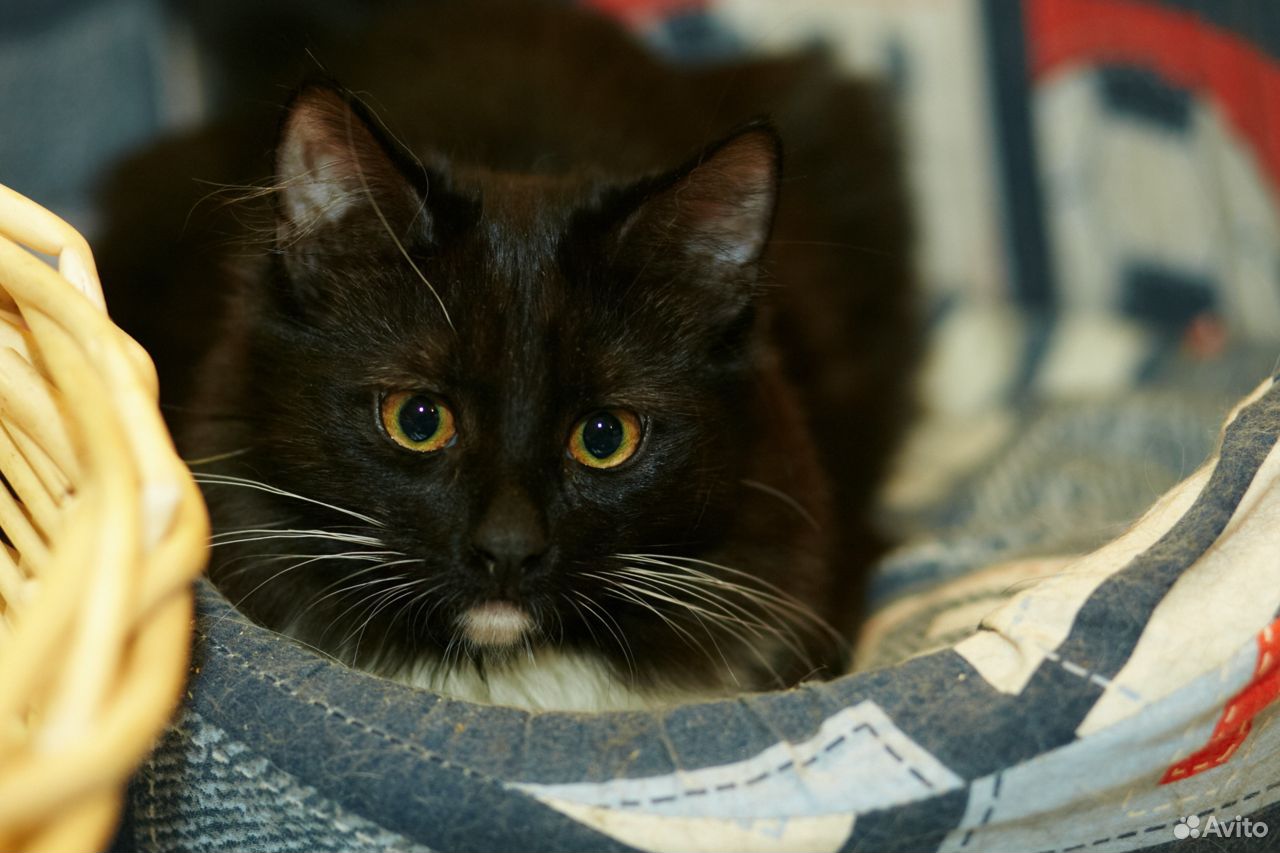 Кошечка Анечка